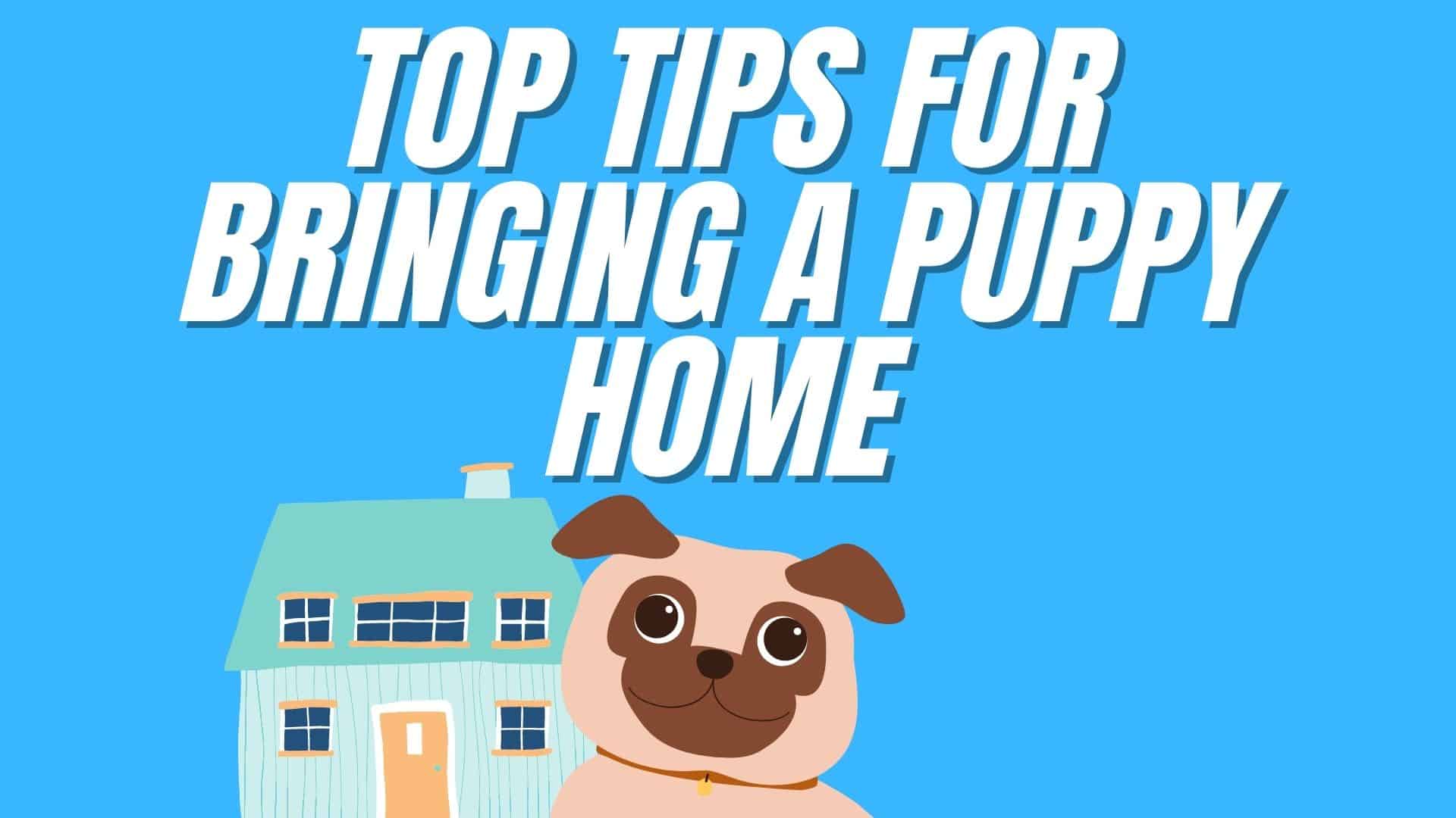 2023 Top Tips For Bringing A Puppy Home 2023 Top Tips For Bringing A Puppy Home
