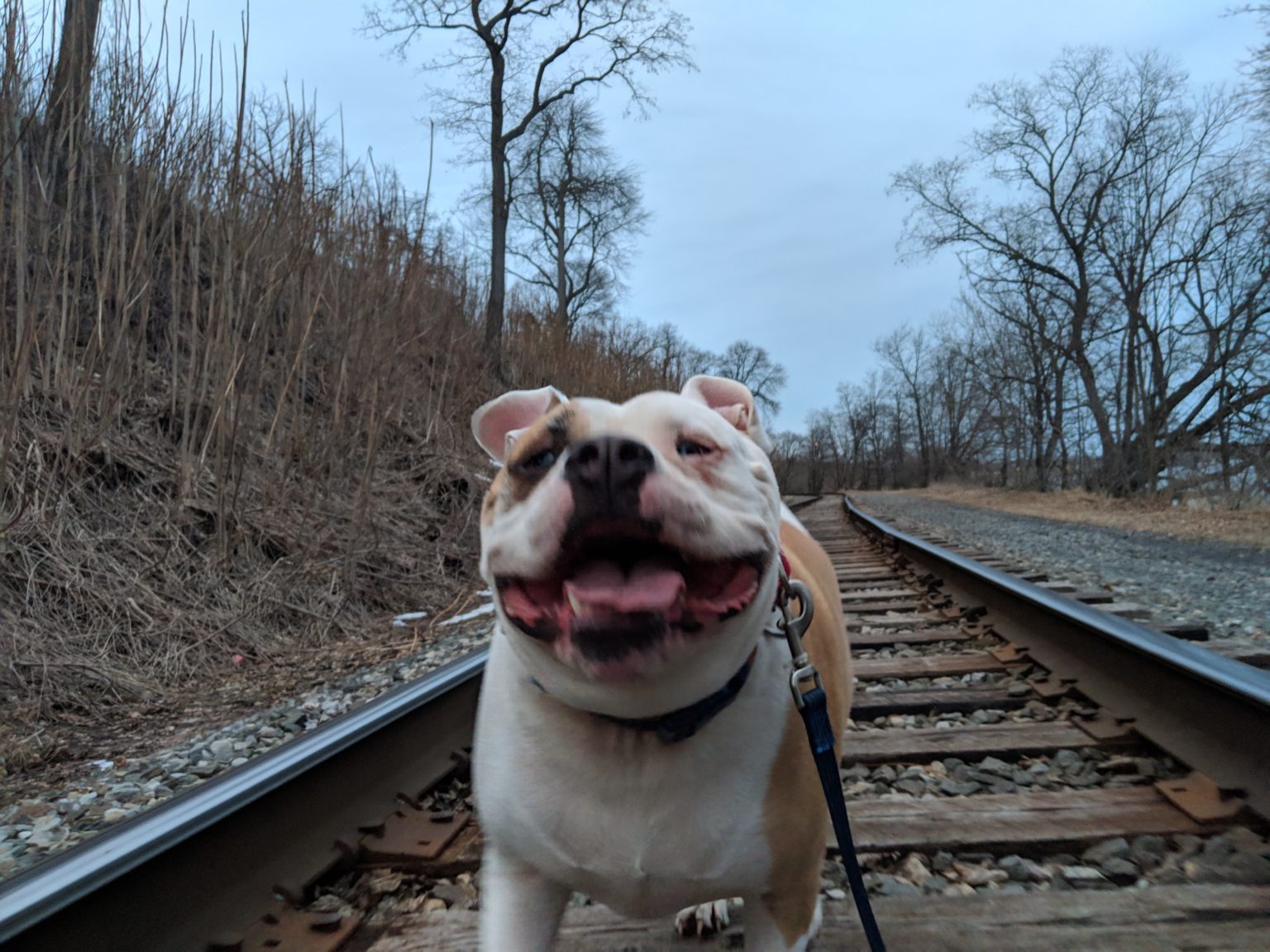 [2025] American Bulldog Dog Breed (Complete Guide)